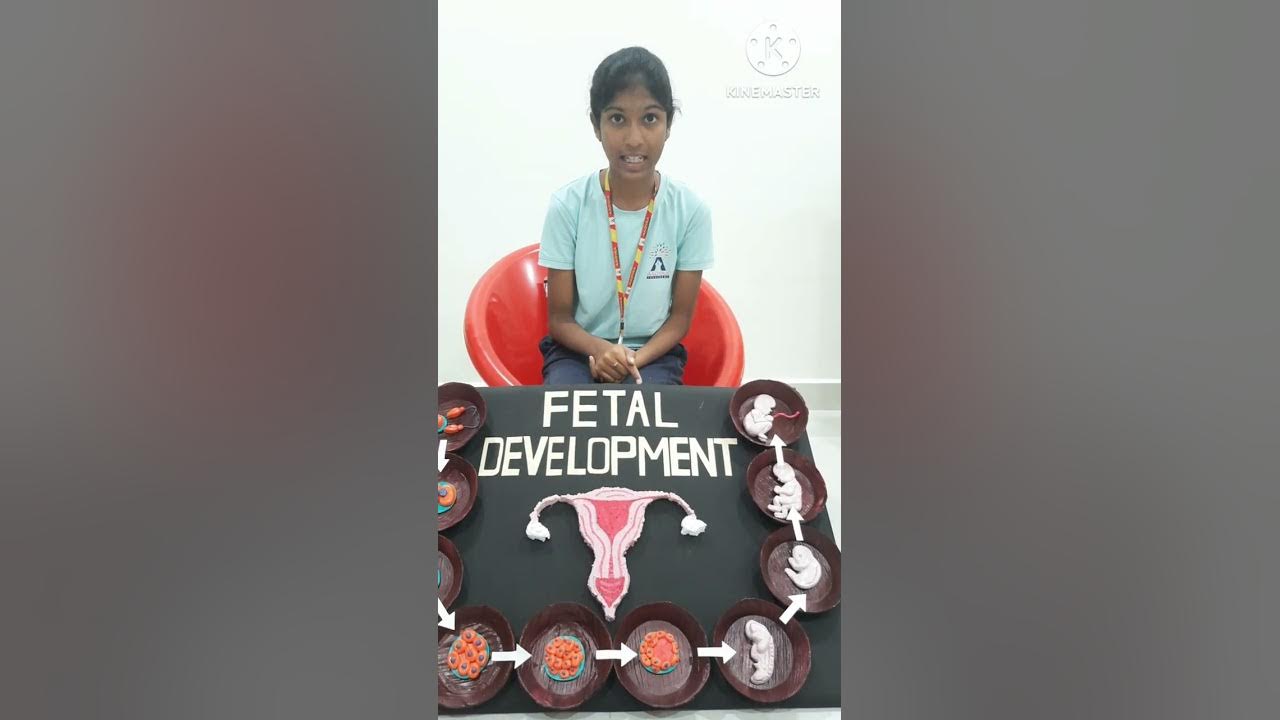Fetal development project explanation #science #scienceproject # ...
