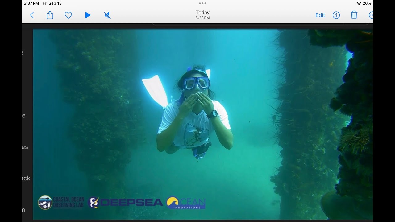 Lovely Free Diving Lass! 👋😘🤙 Scripps Pier Underwater Cam ,9/13/24 ...