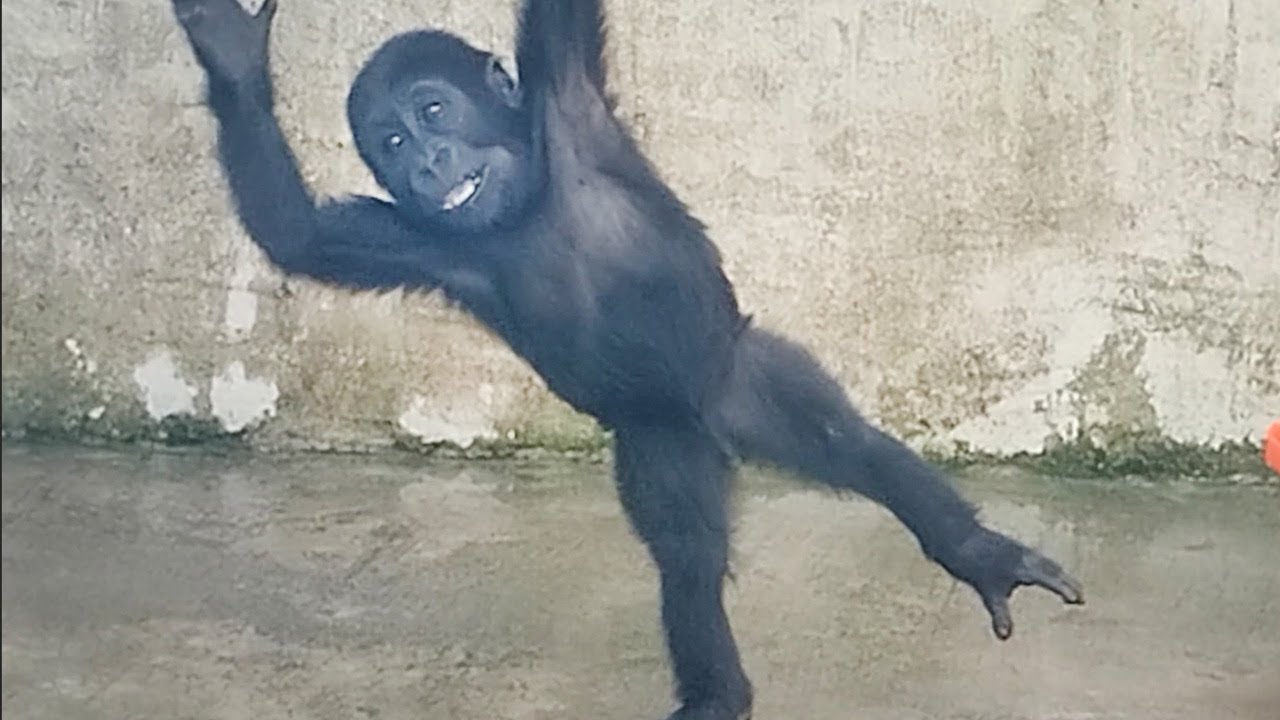 金剛寶寶Ringo空中懸掛👶🏻🦍 Baby gorilla Ringo swings in the air - YouTube