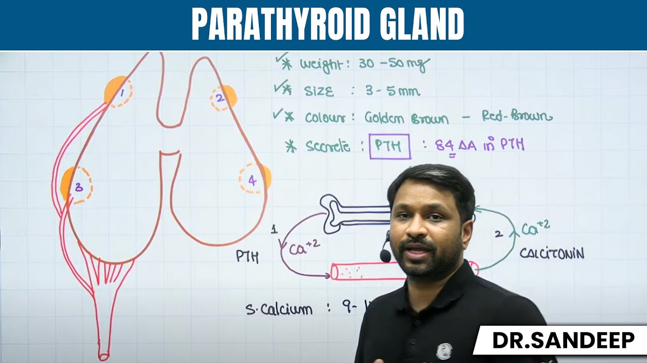 Parathyroid Gland | Surgery | Bailey Learned with Dr. Sandeep | PW ...