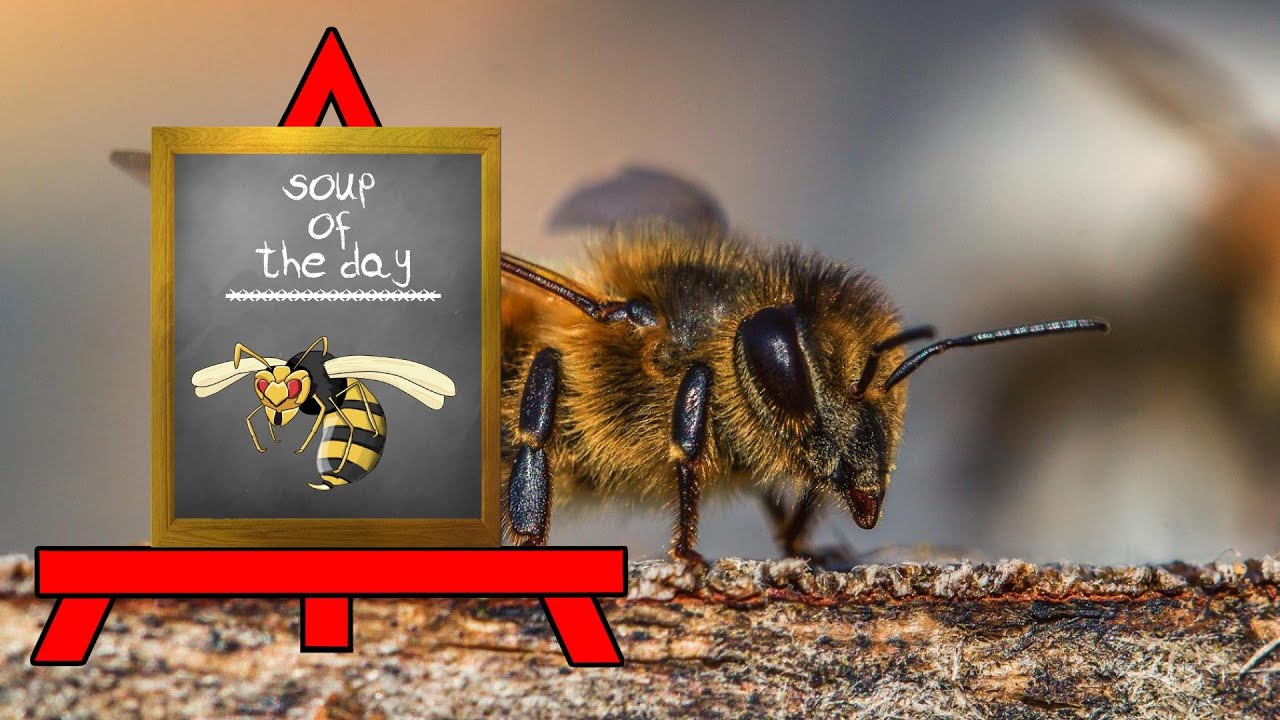 How Honey Bees Cook Northern Giant Hornets Alive - YouTube