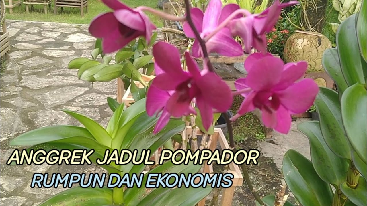 Anggrek Jadul Pompador dan Azima, Rumpun dan Ekonomis - YouTube