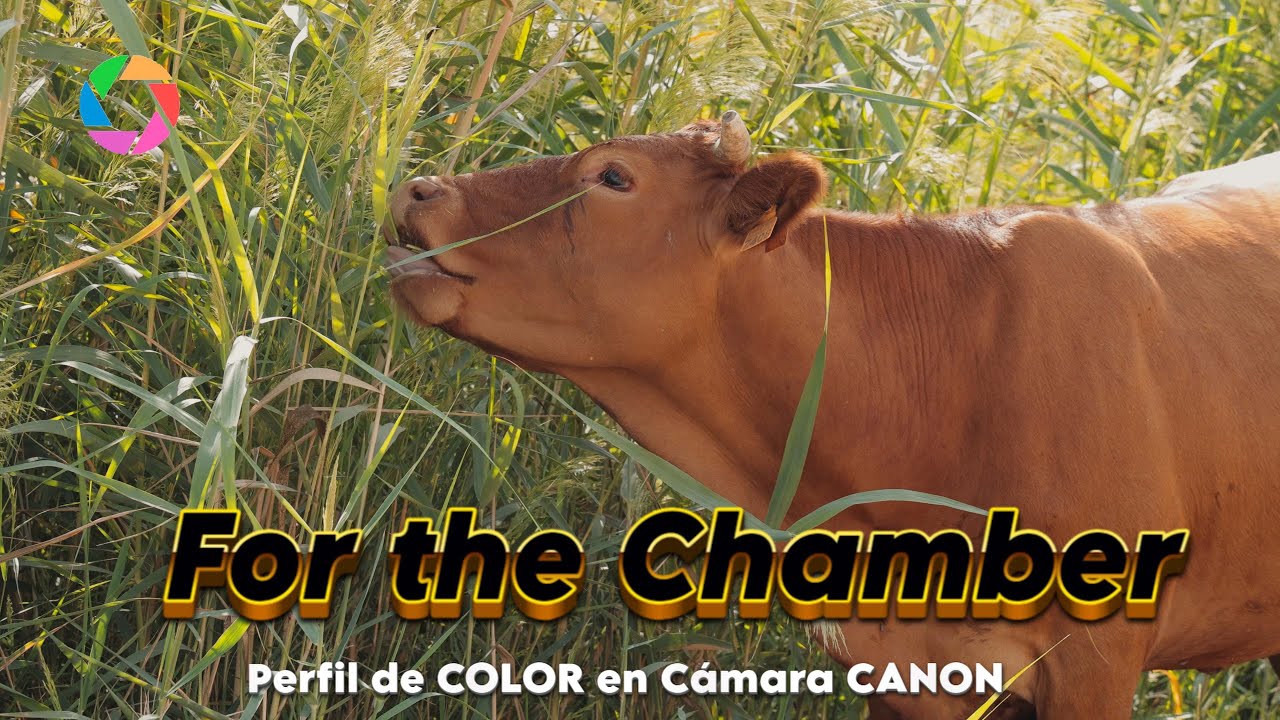MEJOR PERFIL DE COLOR PARA CANON - THE BEST COLOR PROFILE FOR CANON ...