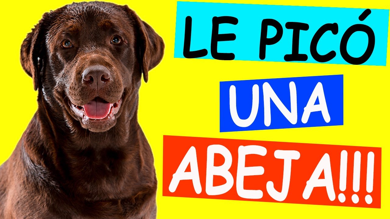 PICADURA DE ABEJA en Perros y Gatos ¿Qué Hacer? - YouTube