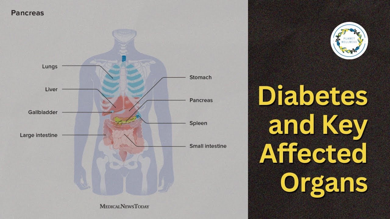 Diabetes and Key Affected Organs - YouTube