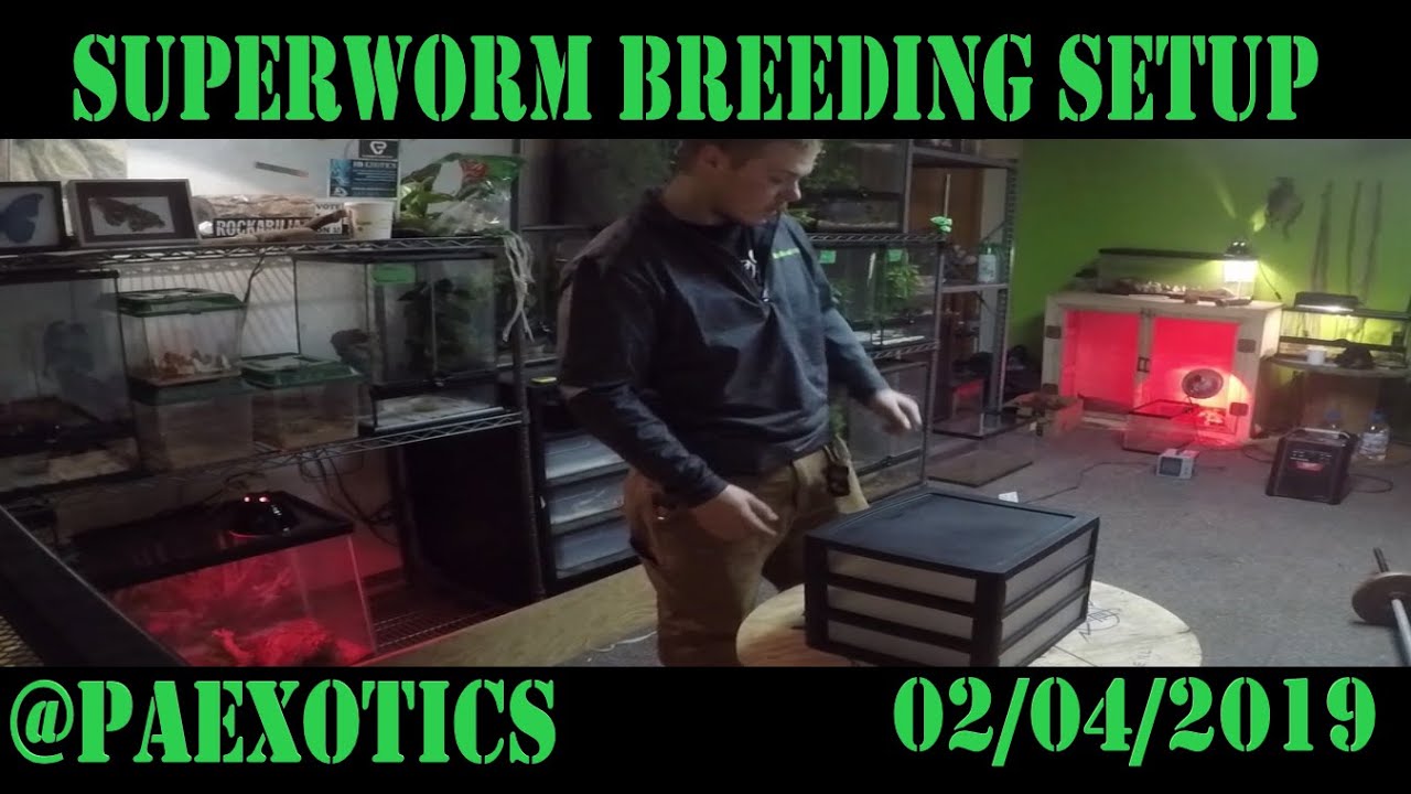 Superworm Breeding Setup - YouTube