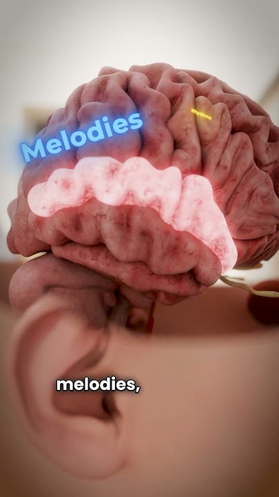 How Does Your Brain Process Music? #music - YouTube