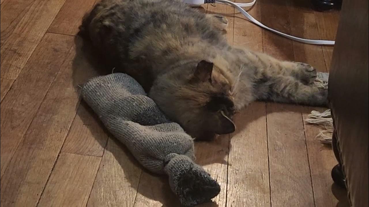 Bob The Cat Playing with Catnip Filled Sock - YouTube
