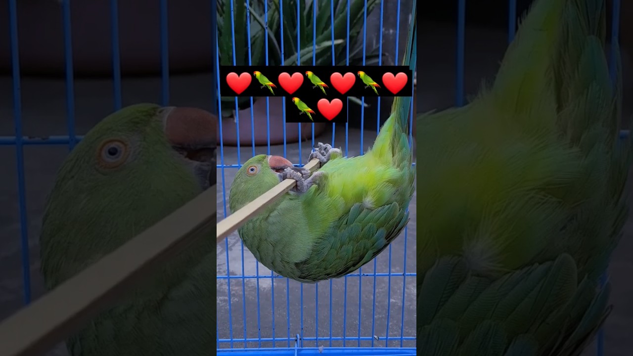 How do parrots🦜 talk like humans 😱 | facts about parrots. # ...