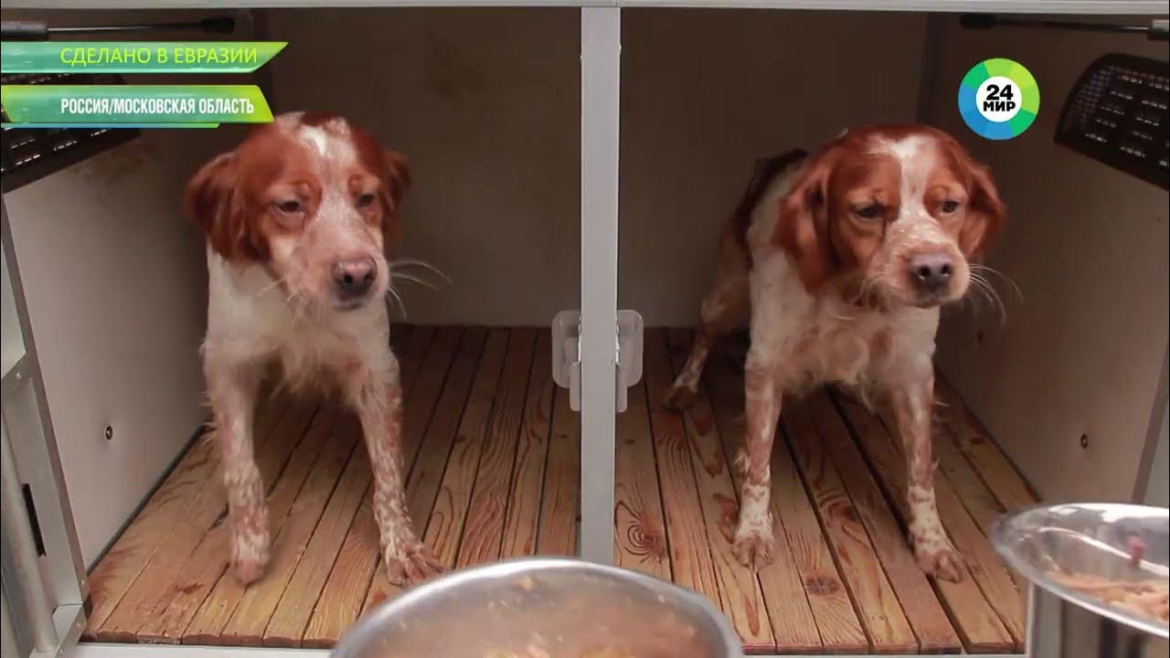 Завод "Глобал Петфуд" на МИР 24, "Сделано в Евразии" - YouTube