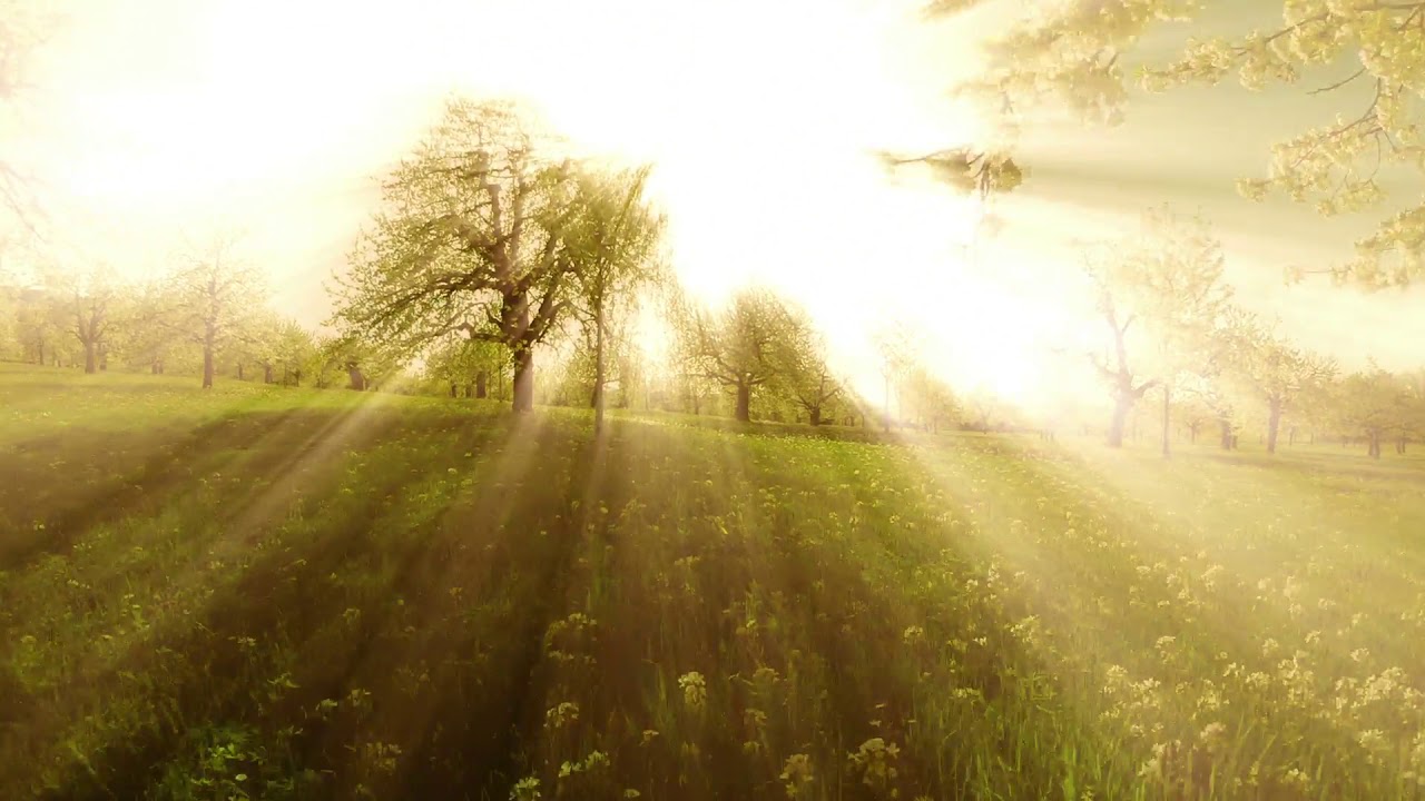 sun rays sunbeam trees silhouette background beaming light nature ...