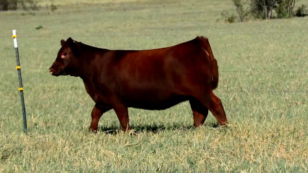 Red Northline Polly - YouTube