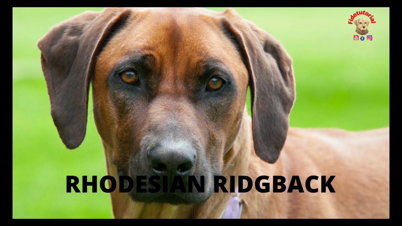 IL Rhodesian Ridgeback un cane venuto dal Sud Africa - YouTube