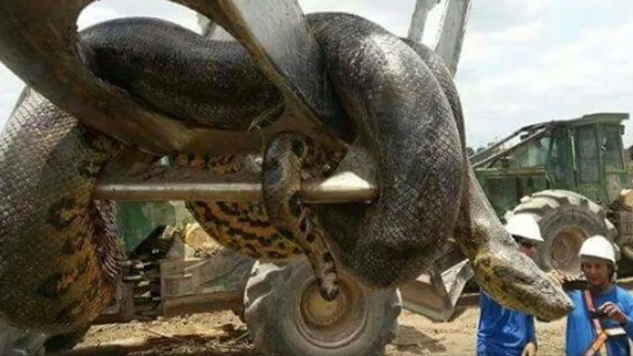 Encuentran a la Víbora mas Grande del Mundo - They find the largest ...