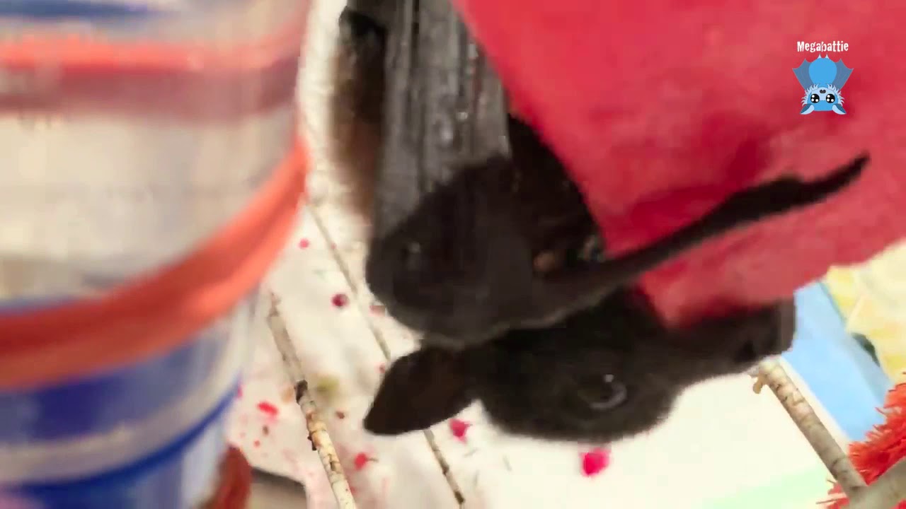 Baby flying-fox eats watermelon: this is Lucy in the Sky with Diamonds ...