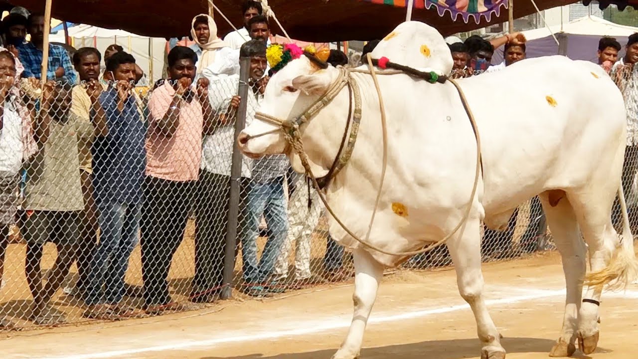 oxen bulls video-ongole ox bulls race-bulls show time-ongole cattle ...