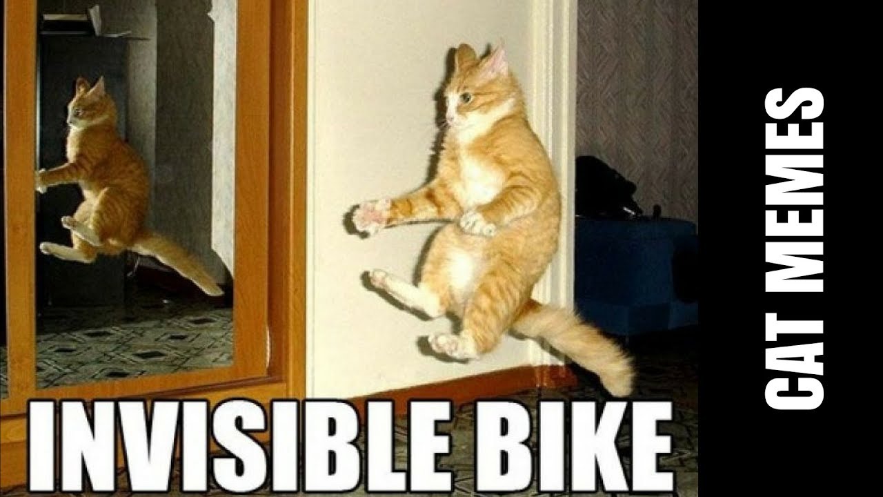 Try Not to Laugh or Grin While Watching This | Funniest Cat Memes ...