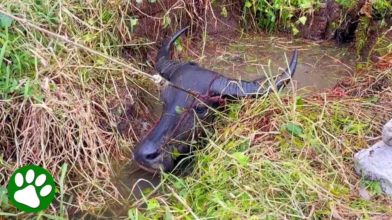 Stuck and starving, this buffalo was running out of time - YouTube