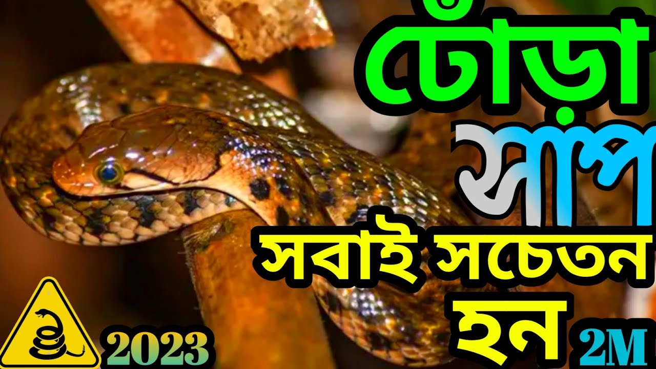 Checkered keelback//ঢোঁড়া সাপ//জলঢোঁড়া সাপ//Xenochrophis piscator ...