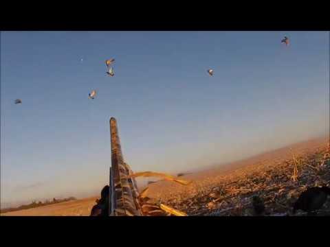 Duck hunting corn field in SD! - YouTube