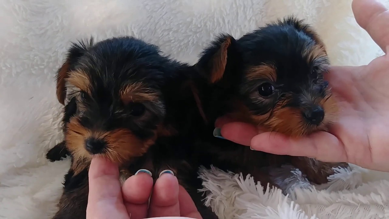 The Faery Dog Mother: Gorgeous Yorkie babies, male, female 6 weeks old ...