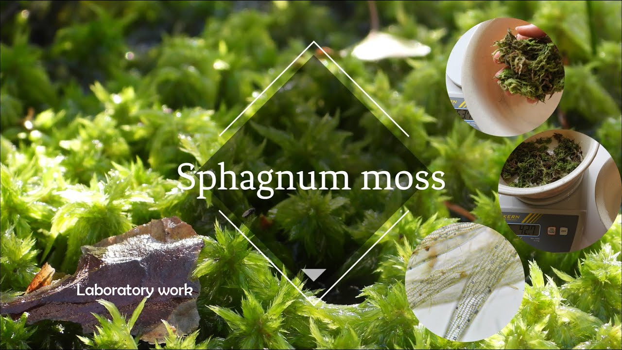 Sphagnum moss. Laboratory work in Biology. - YouTube