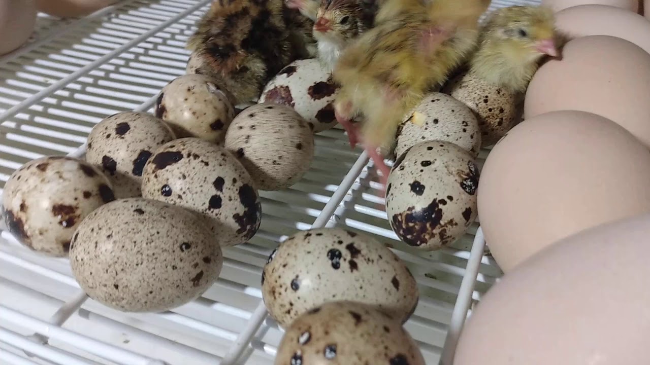As codornas gigantes nascendo - YouTube