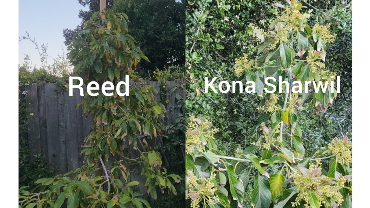 An Update on my Kona Sharwil and Reed Avocado Trees Planted in the ...