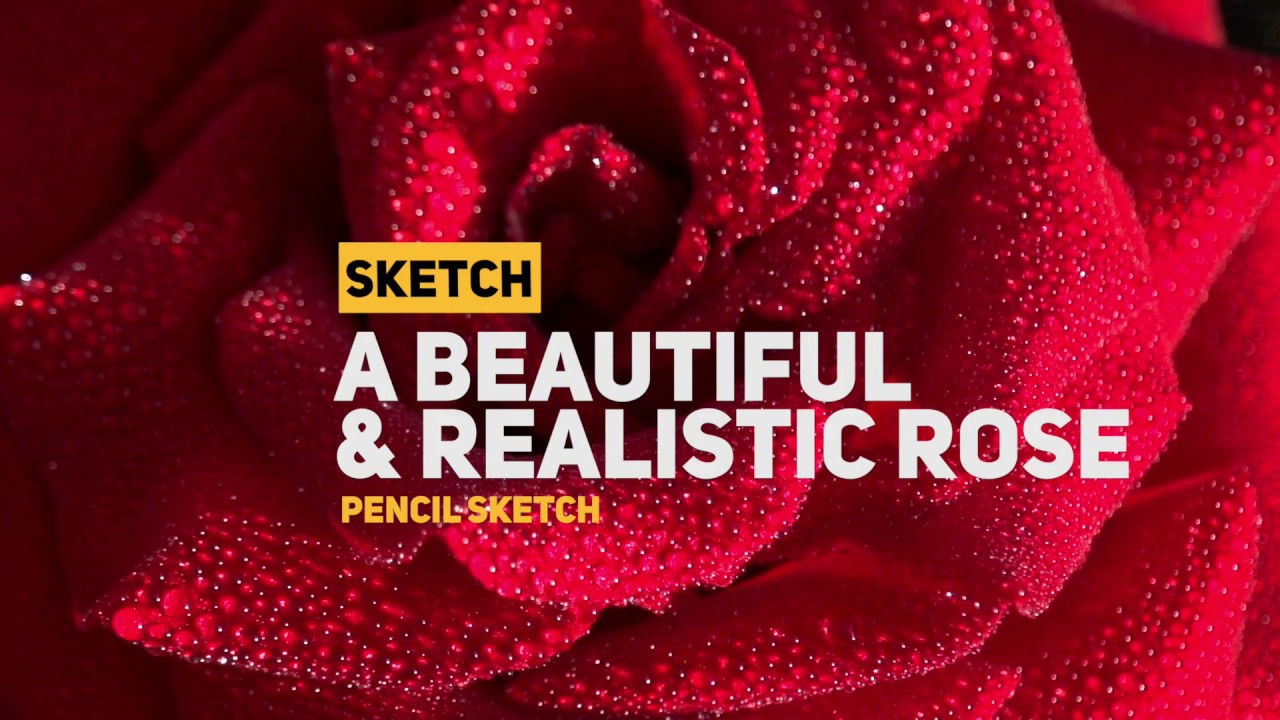 Pencil Sketch a Realistic Rose | How to draw - YouTube