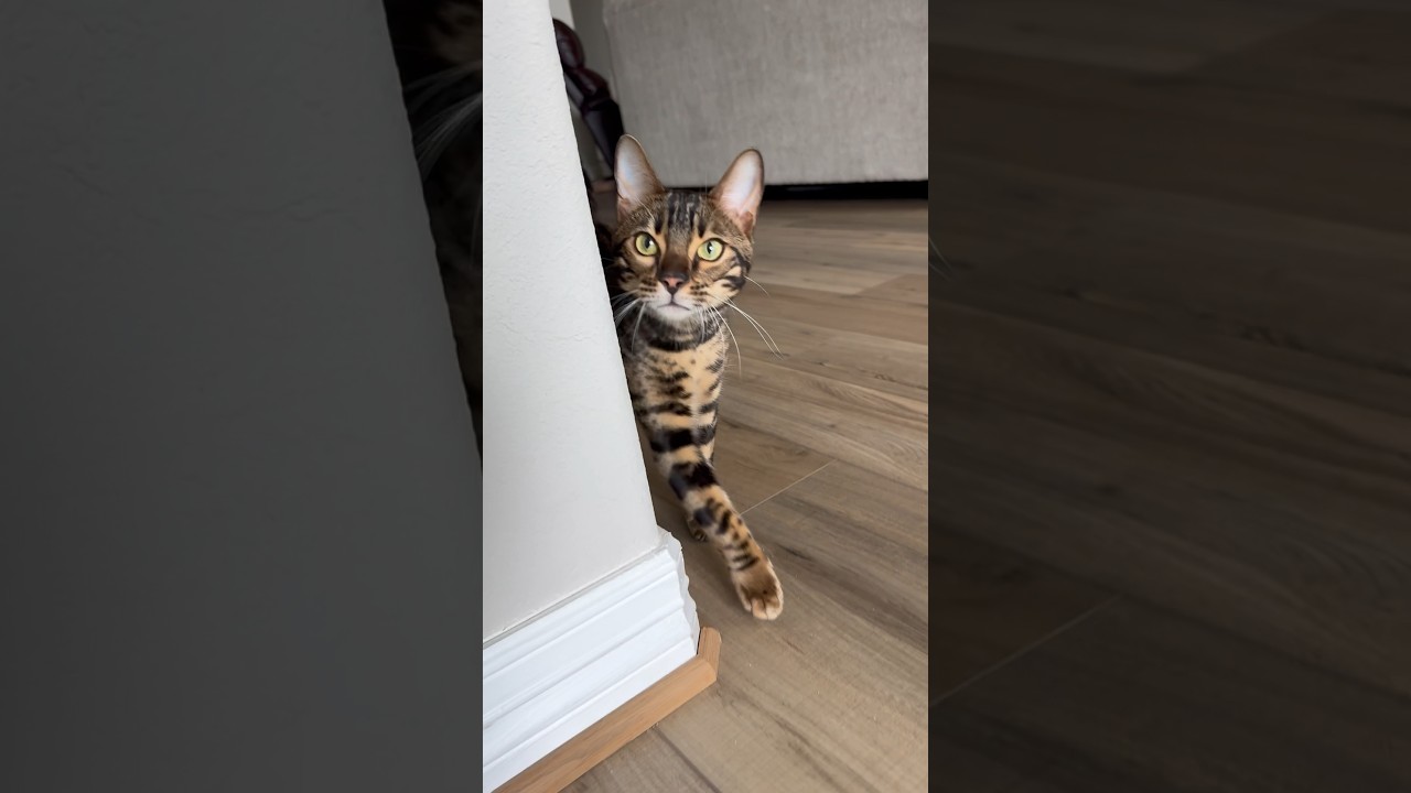 Where are you, Benjamin 💕#cat #kitten #bengal #cutecat - YouTube