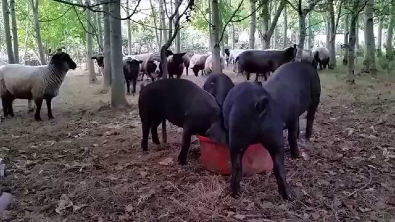 Organic Large Black Pigs having supper at Percy's Devon Country Hotel ...