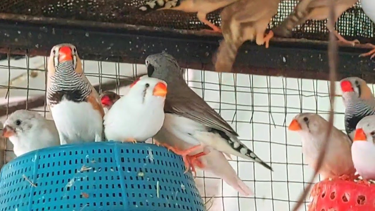 Finches breeding progress | Finches colony | Birds breeding progress ...