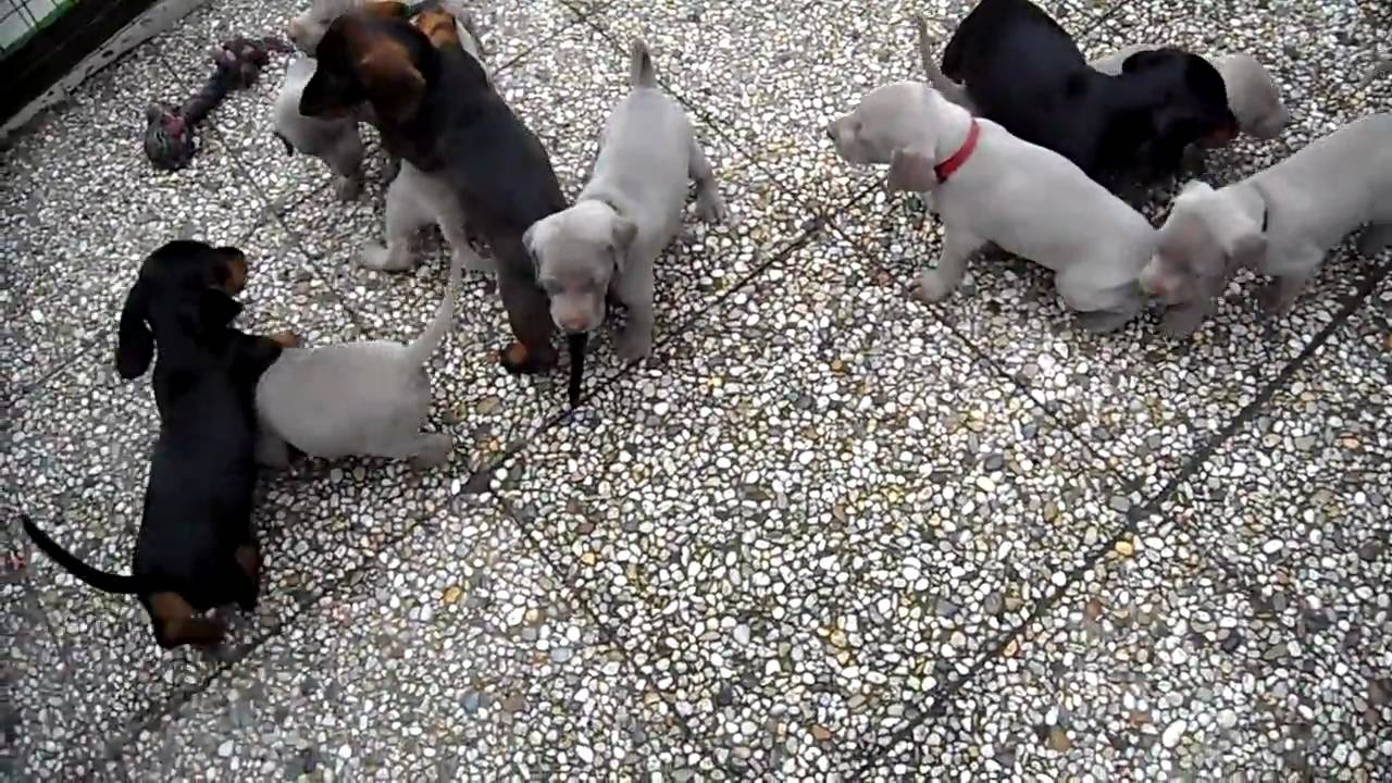 Teckel & Weimaraner babies - YouTube