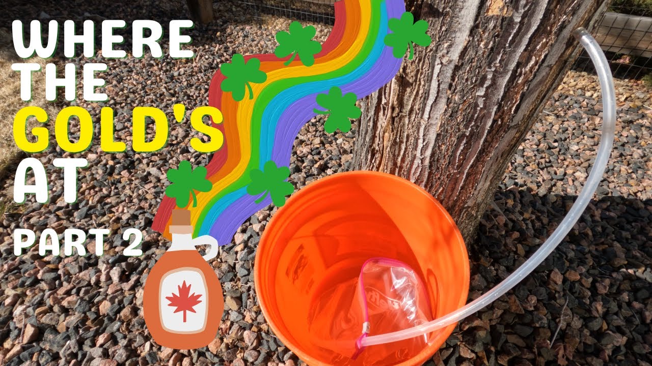 Where the Gold's At | Making Maple Syrup in Colorado | Part 2 - YouTube