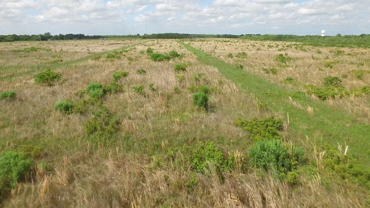 Understanding Prairie Ecology: Field Studies at the UH Coastal Center ...