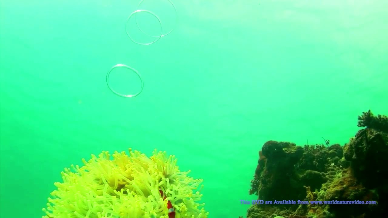 The pessimism of uncertainty (spoken words poem) trailer - YouTube