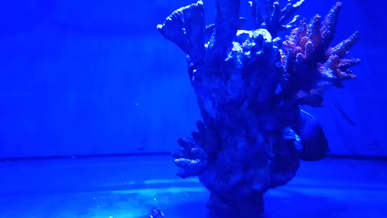 Conspicuous angel - YouTube