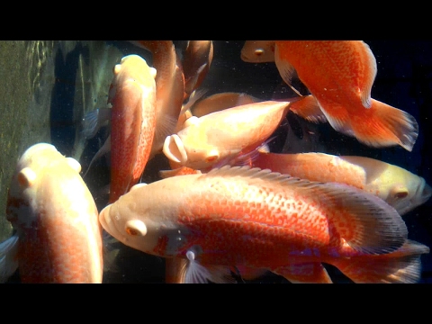 Oscar Fish Farm - Chalakudy, Kerala, India @ Fire Red Oscar & Copper Oscar !