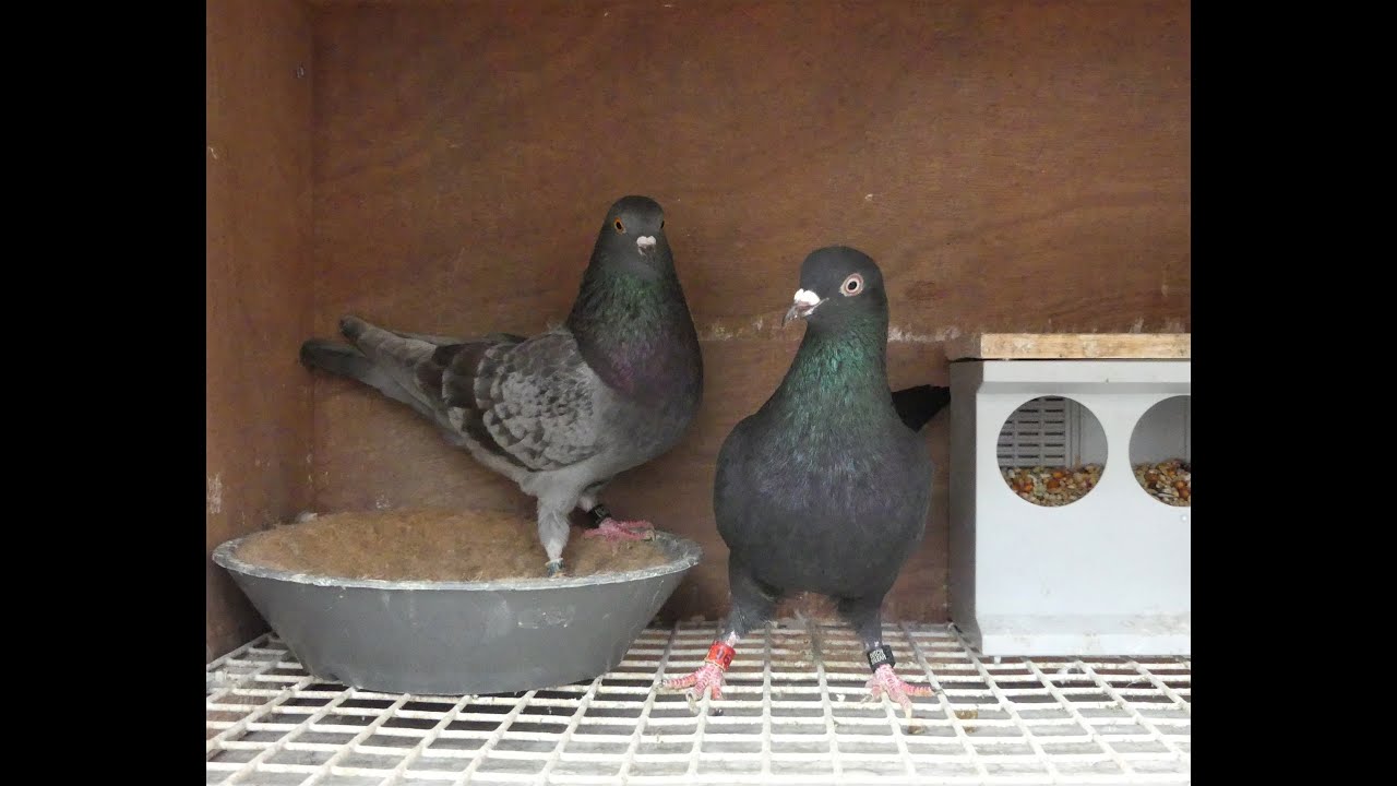 BR '22 - 0796 X '21 - 0667 HvR. Dutch Pigeons - YouTube