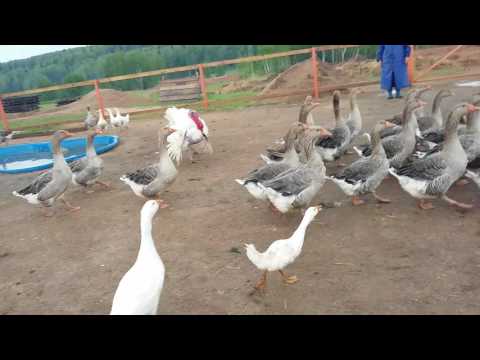 гуси в схп гашино
