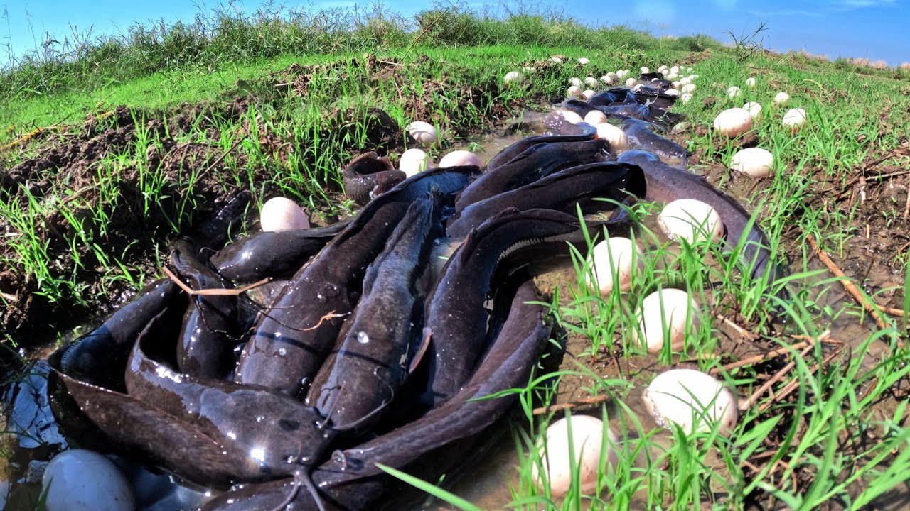 Top Fisherman - pick duck eggs and catch a lot of fish in field in ...