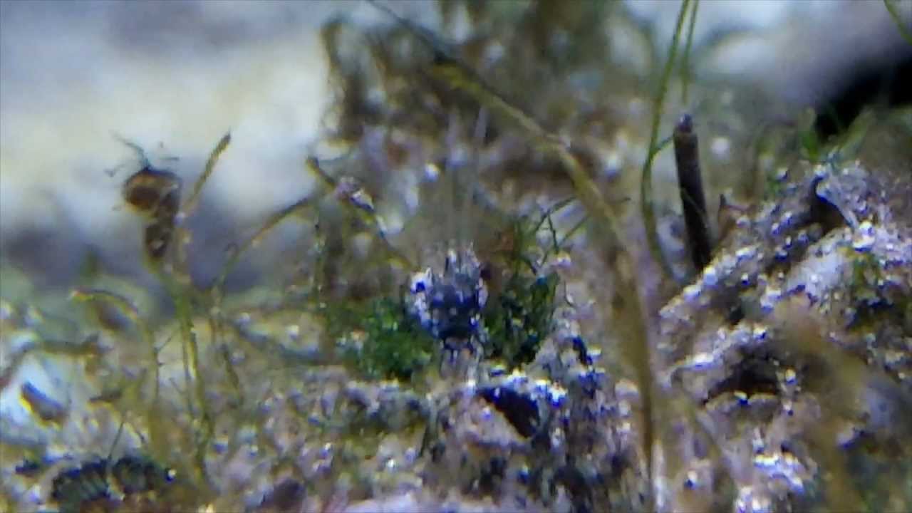 Barnacle Close Up - YouTube