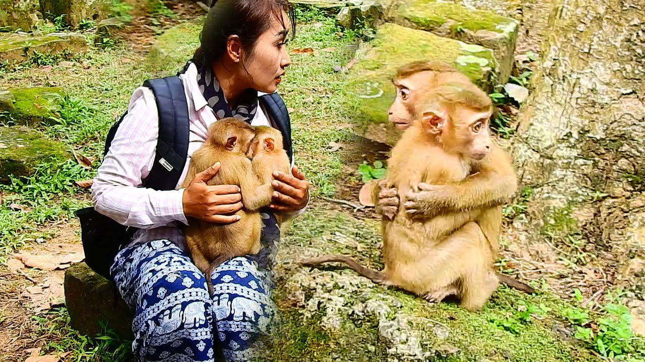 The lady and the pigtails monkeys feel really emotional and hugging ...