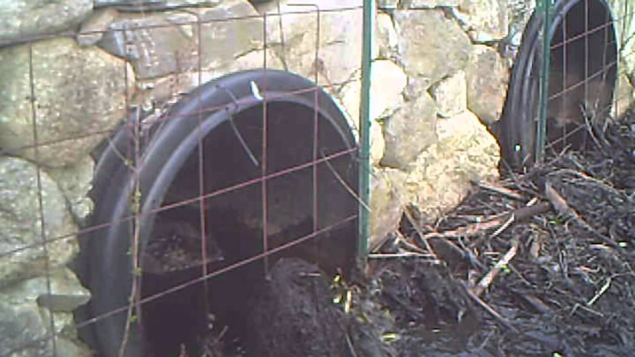 Beaver Clogging a Culvert Outflow - YouTube