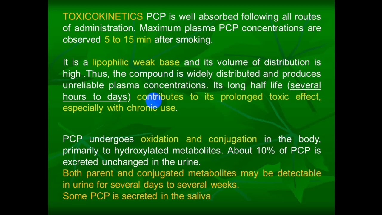 Clinical Toxicology. PCP And Marijuana Toxicity. د.منال - YouTube