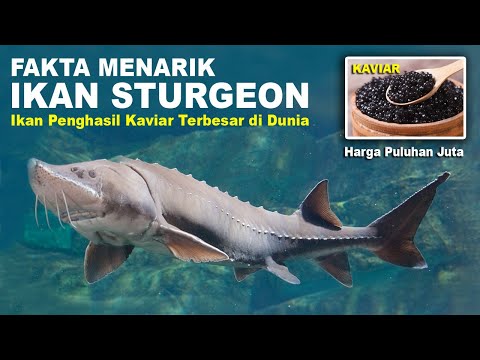 FAKTA MENARIK IKAN STURGEON, IKAN PENGHASIL KAVIAR TERBESAR DI DUNIA ...