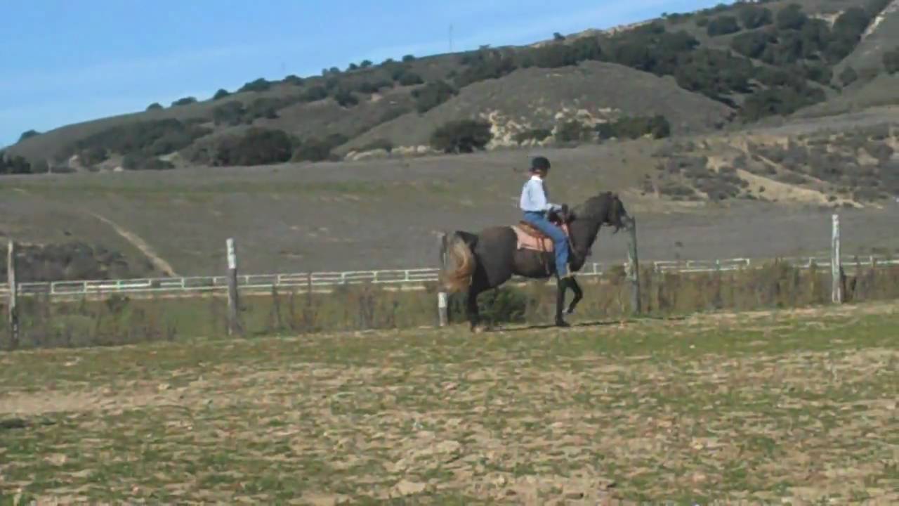 Genuina tracy walk trot canter right.MP4 - YouTube