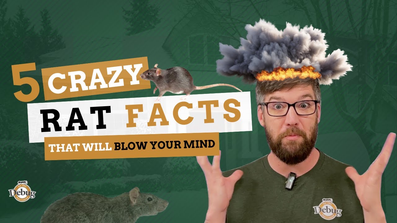 Crazy Rat Facts - YouTube