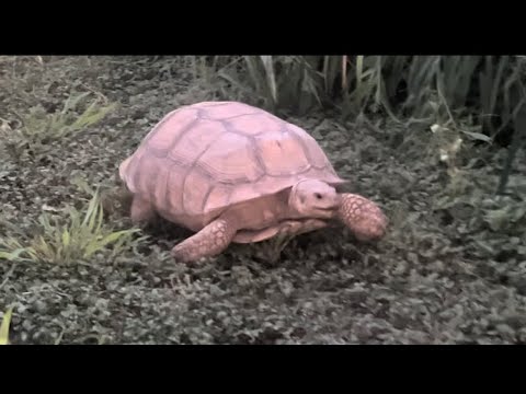 Godzilla the Tortoise having watermelon breakfast - YouTube