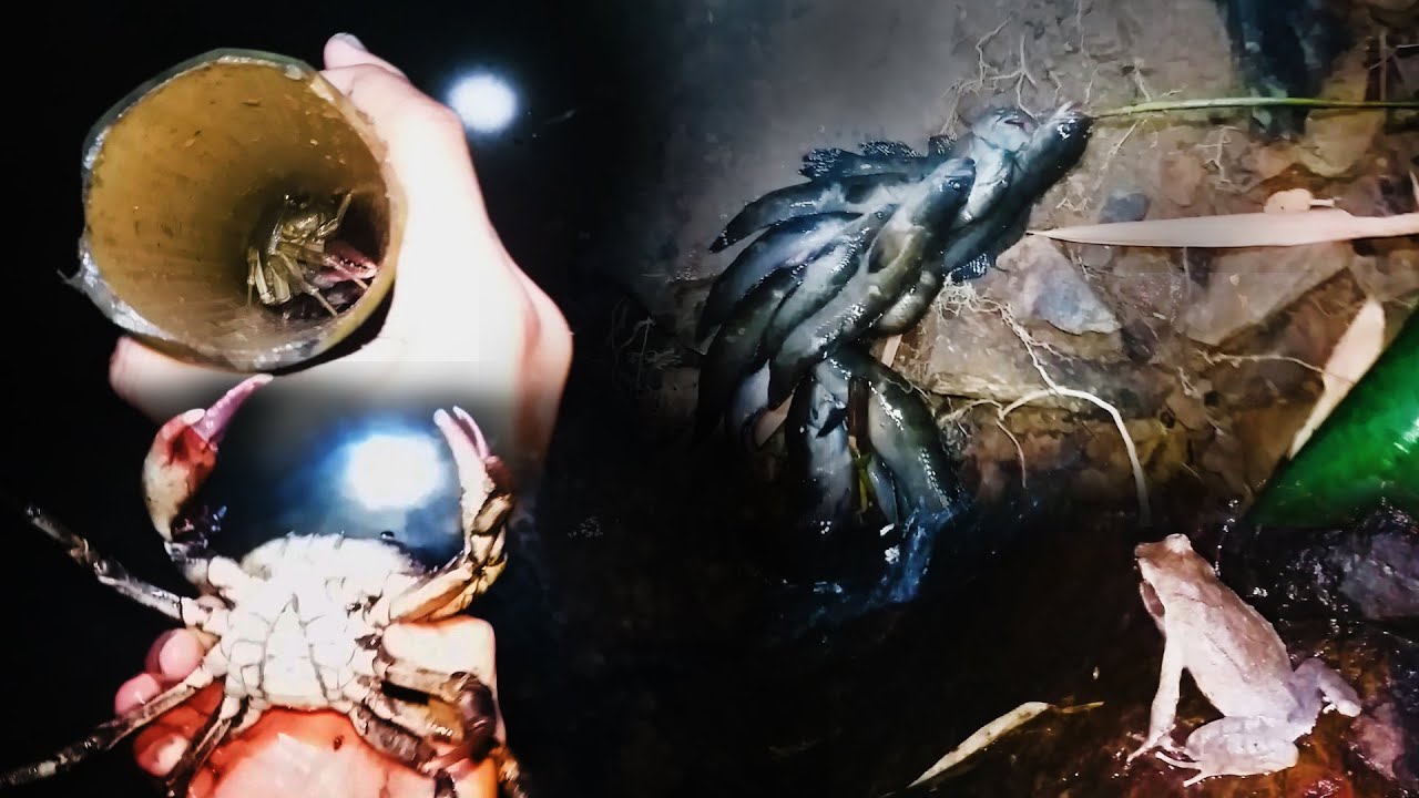 หาจับปลากับปูในป่าลืก / Mus yos khaw kab pum thiab txhom ntse / Fish ...